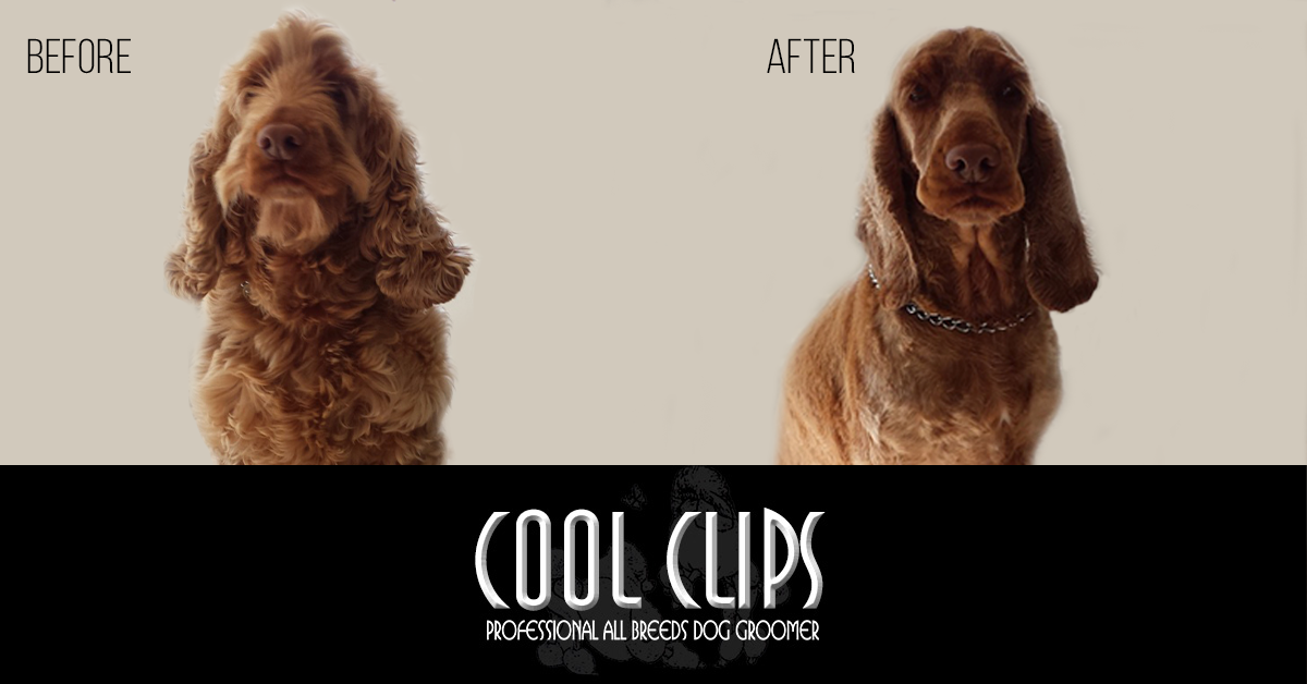 Welcome to Cool Clips | COOL CLIPS